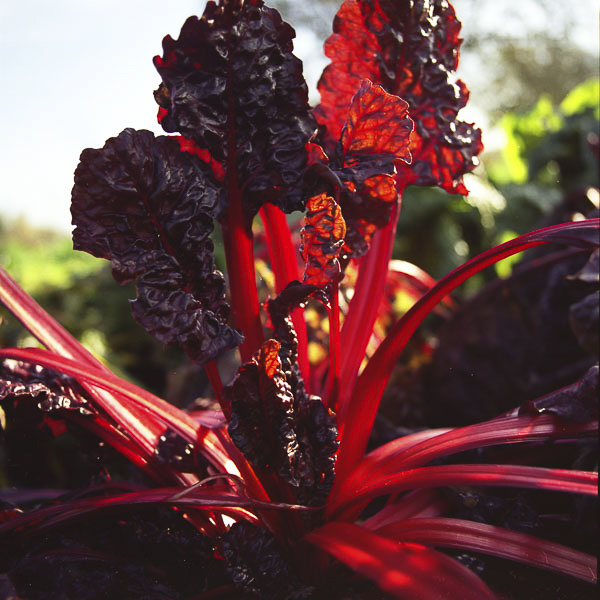 Bette à cardes rouges 4